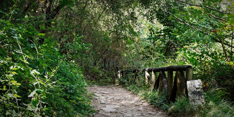 Serene Forest Path with Rustic Railing Stock Photo - Image of wooden ...
