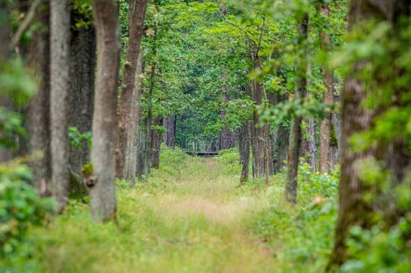Serene Forest Path with Tall Trees and Lush Greenery. Stock Photo ...