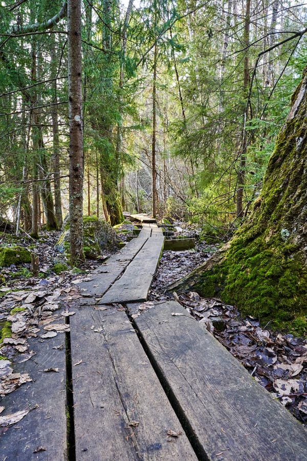 Serene Forest Path Surrounded by Trees and a Prominent Tree Trunk Stock ...