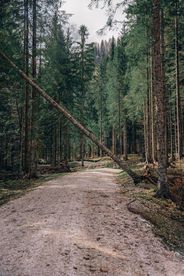 Serene Forest Path with Fallen Log Stock Image - Image of earth ...