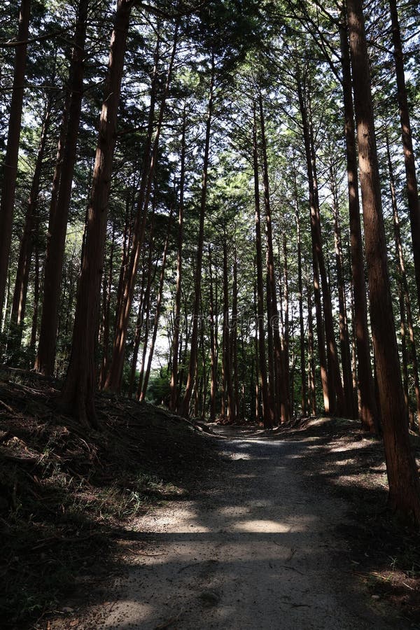 Serene Forest Path with Tall Trees Editorial Photography - Image of ...