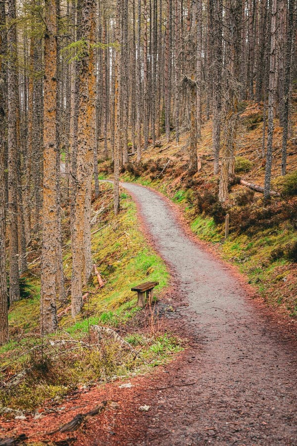 Serene Forest Path Winding through Tall Trees with a Wooden Bench on ...