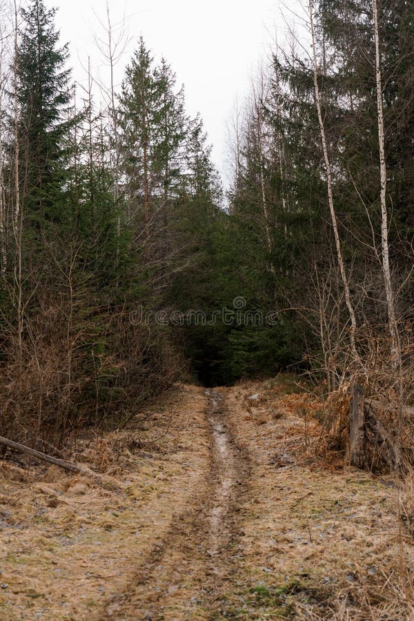 Serene Forest Pathway Leading into Dense Woodlands Stock Photo - Image ...