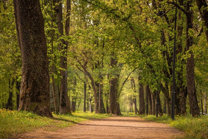 Serene Forest Pathway Surrounded by Green Trees Stock Image - Image of greenery, natural: 383082269