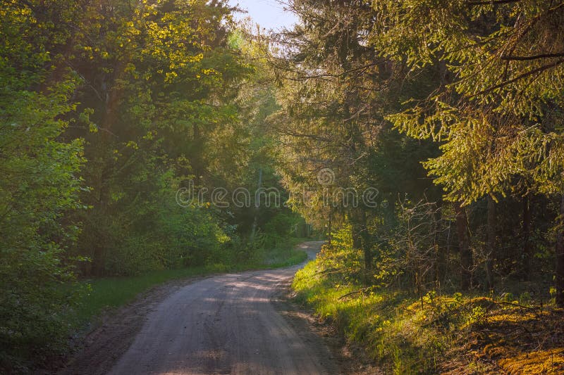 A Serene Forest Pathway Surrounded by Lush and Vibrant Greenery ...
