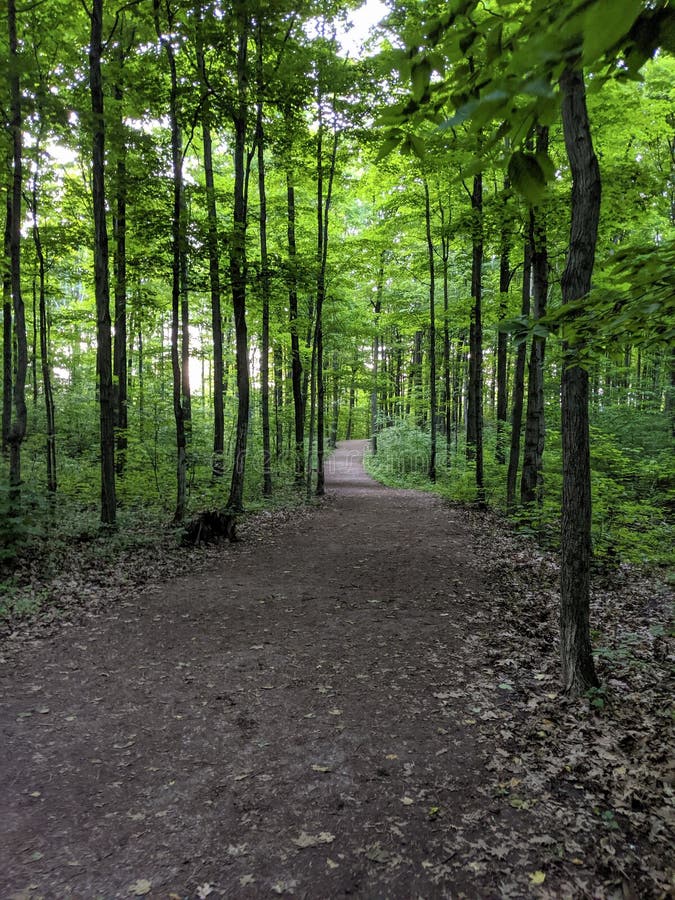 Serene Forest Pathway Surrounded by Vibrant Green Trees during a Sunny Day Stock Photo - Image ...