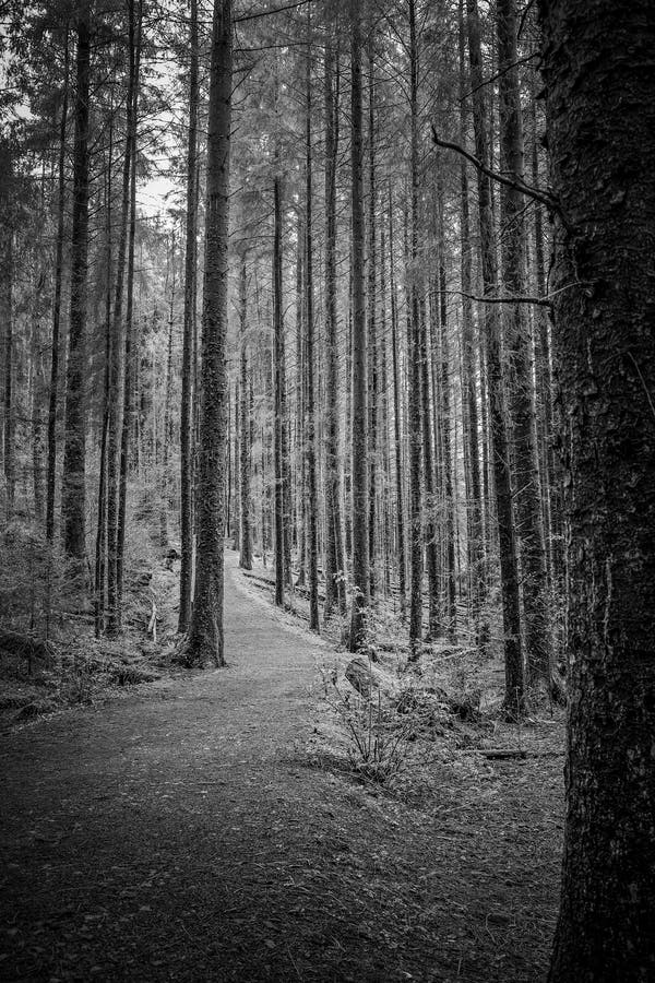 A Serene Forest Pathway with Towering Trees in Black and White ... A Serene Forest Pathway with Towering Trees in Black and White ...