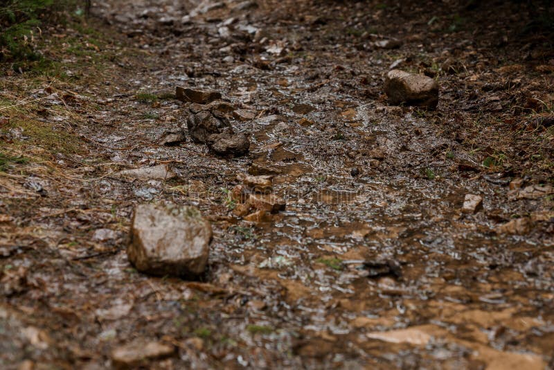 Serene Forest Pathway with Waterlogged Soil and Stones Stock Photo ...