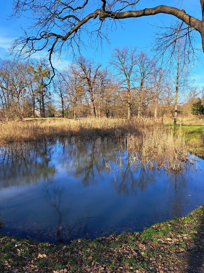 Serene Forest Pond with Reflections in Early Spring. Stock Photo ...