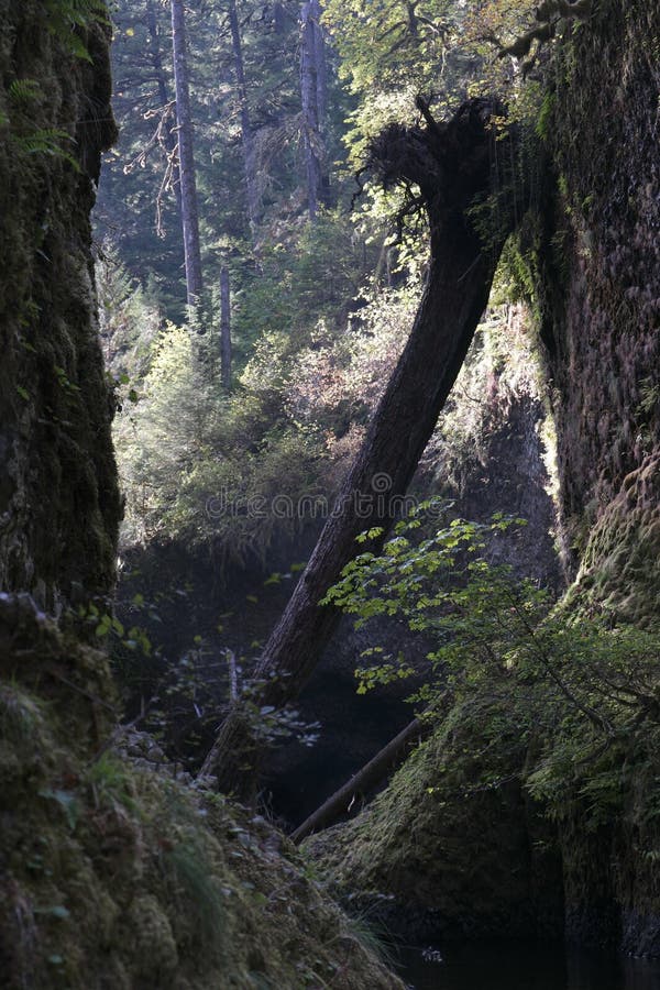 Serene Forest Ravine with Leaning Tree Stock Photo - Image of ferns ...