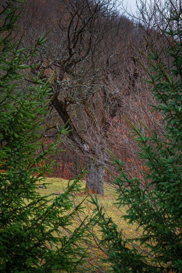 Serene Forest Scene with Evergreen Trees Framing a Bare Tree in the ...