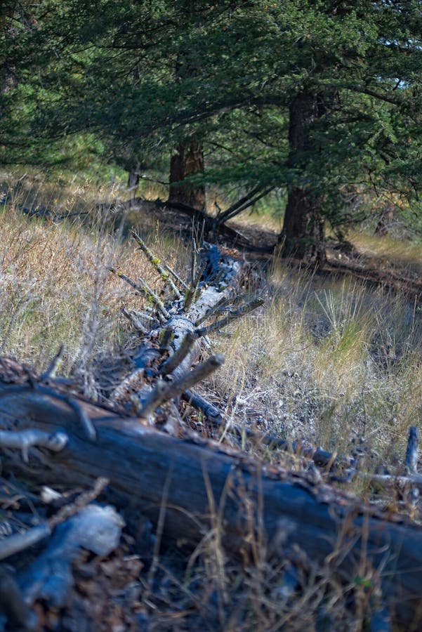 Serene Forest Scene with Fallen Logs Stock Photo - Image of forest ...