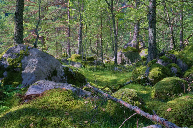 Serene Forest Stream with Lush Greenery. Stock Photo - Image of forest ...