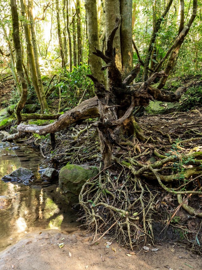 Serene Forest Scene with a Stream and Tree Roots Extending into the ...