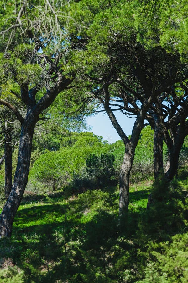 A Serene Forest Scene with Tall, Majestic Pine Trees Casting Dappled ...