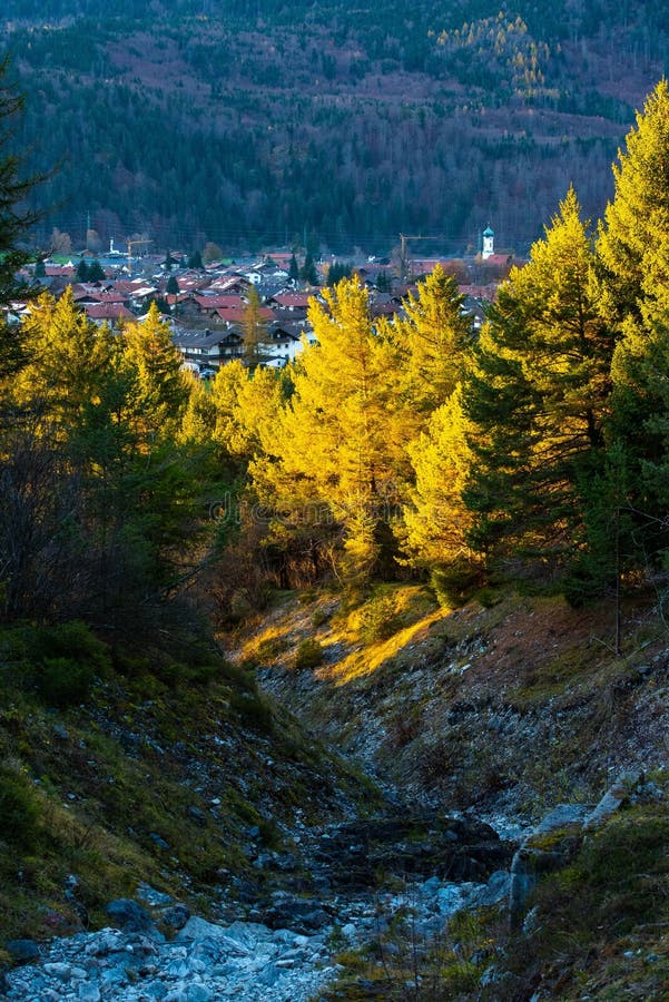 Serene Forest Scene with Trees Silhouetted Against the Setting Sun ...