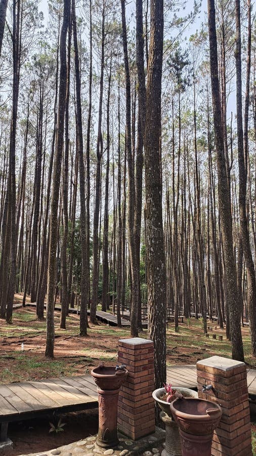 A Serene Forest Setting with Tall, Slender Pine Trees Extending into ...