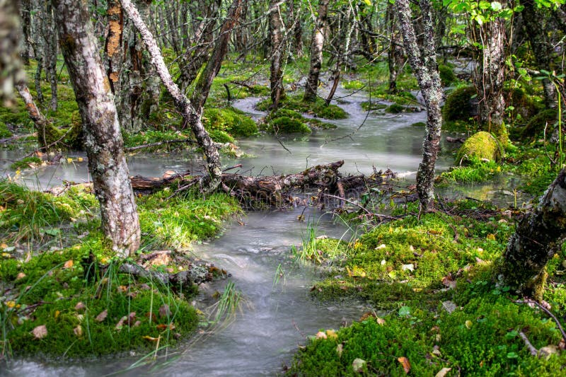 Serene Forest Stream with Lush Greenery. Stock Photo - Image of moss ...