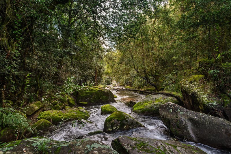 Serene Forest Stream with Moss-covered Rocks. Stock Photo - Image of ...