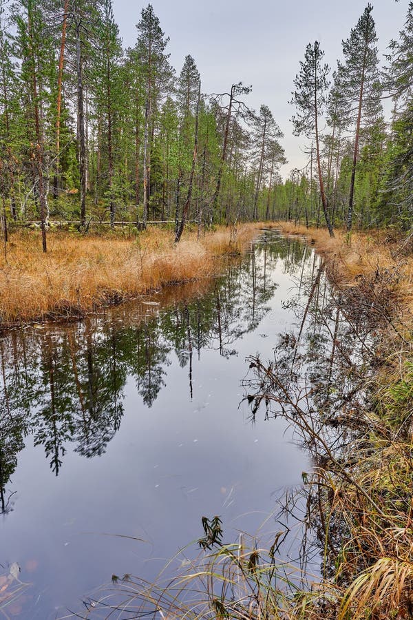 Forest Stream Reflection stock image. Image of untouched - 343939571