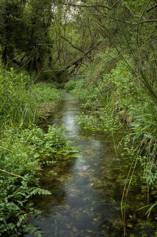 A Serene Forest Stream Winds through Lush Greenery. Stock Image - Image ...