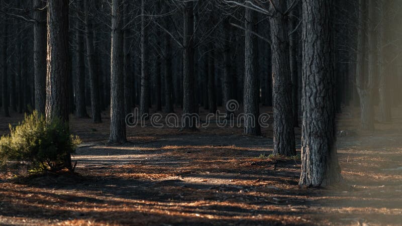 Serene Forest with Tall Trees Casting Long Shadows on the Ground during ...