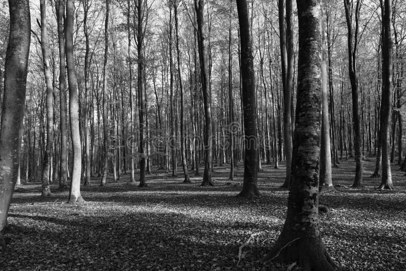 Serene Forest with Tall Trees Casting Shadows. Stock Image - Image of ...
