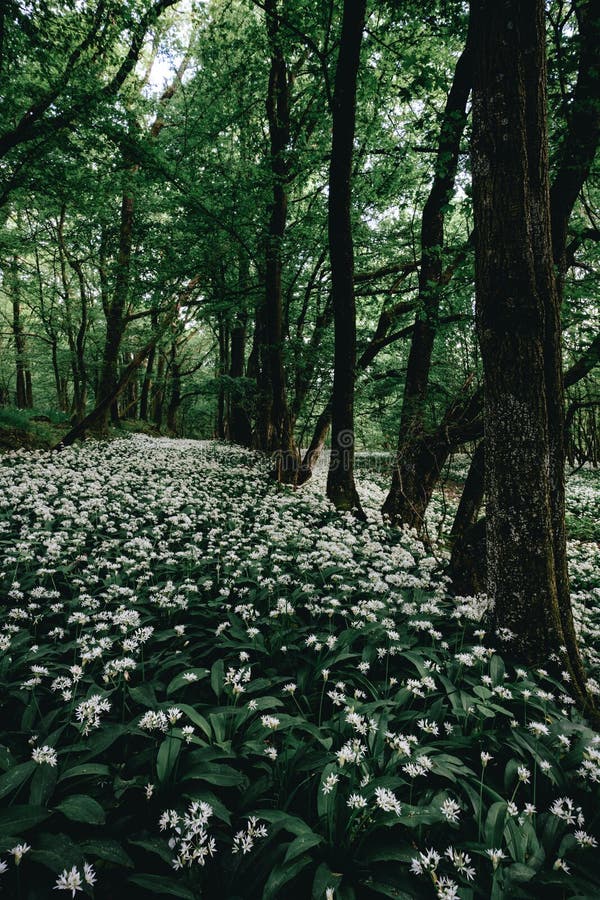 Serene Forest with White Flowers and Green Canopy Stock Photo - Image ...