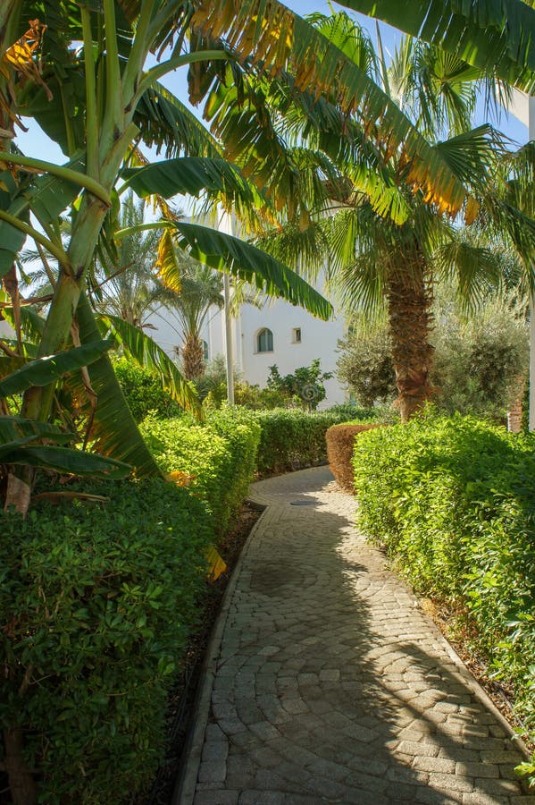 Serene Garden Pathway Lined with Lush Palms and Vibrant Greenery Under ...