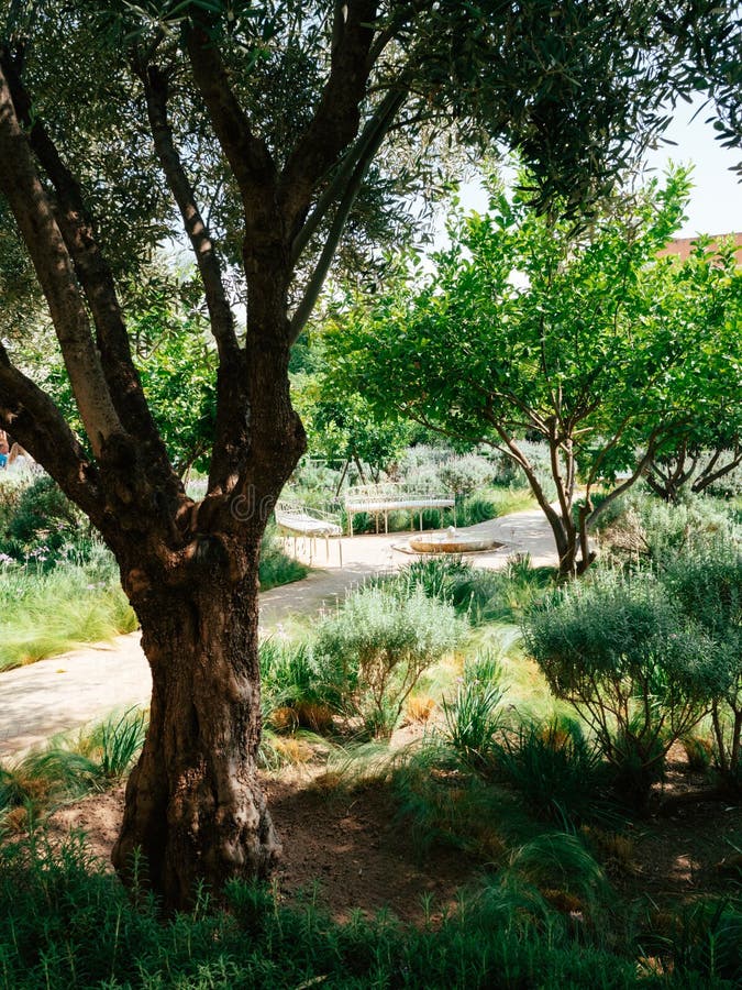 Serene Garden Pathway with Lush Trees and Greenery Editorial ...