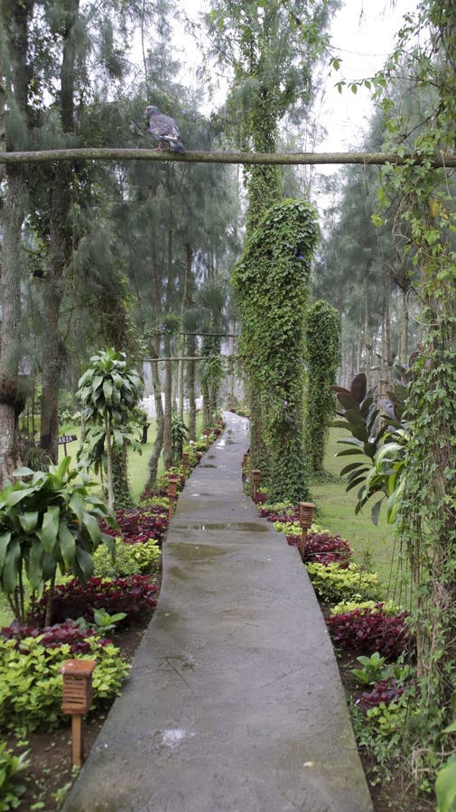 Serene Garden Pathway Surrounded by Lush Greenery and Ivy-Covered Trees ...