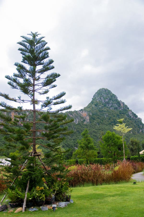 Serene Garden Pine Tree with Mountain View Stock Photo - Image of green ...