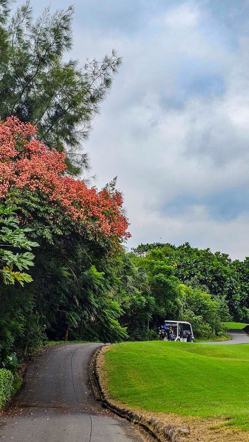 Serene Golf Course Path with Lush Greenery. Stock Image - Image of ...