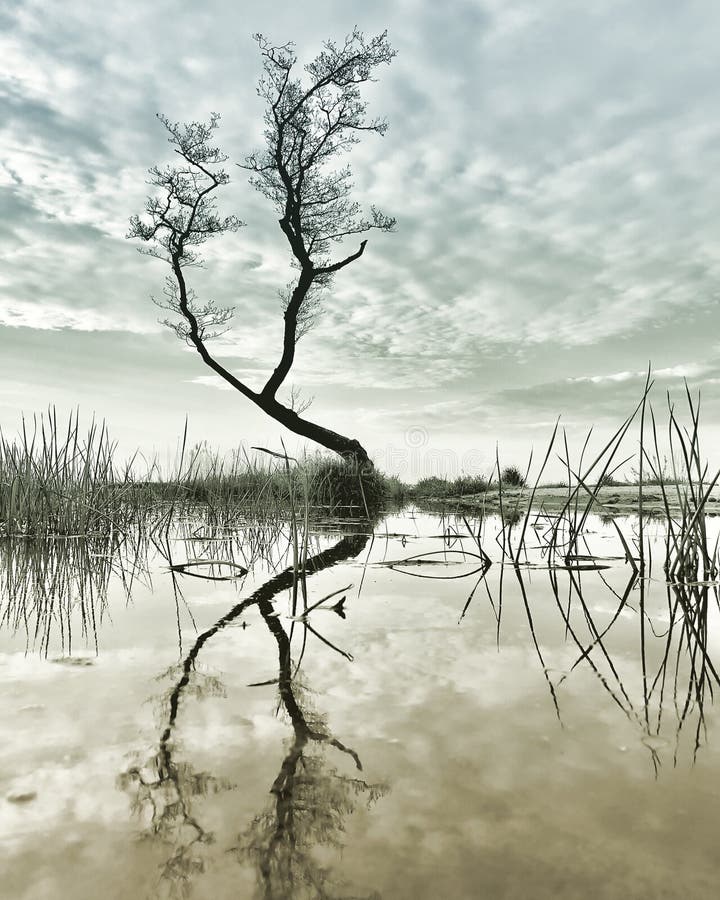 Solitary Tree Reflection in Tranquil Water Against Cloudy Sky Stock ...