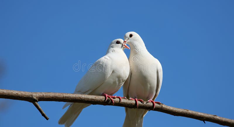 Two White Doves Perched Together on a Branch Against a Blue Sky Day ...