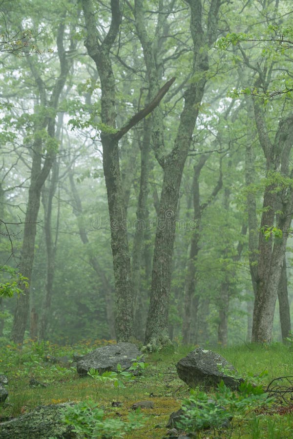 71,928 Serene Trees Photos - Free & Royalty-Free Stock Photos from ...