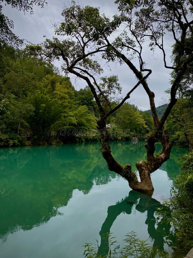 Serene Lake with Tree Reflection Stock Image - Image of beauty, cloudy ...
