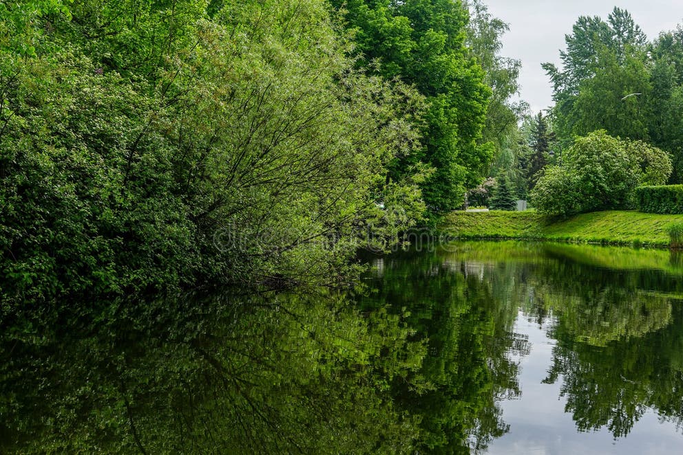 Serene Lakeside Reflection: Lush Greenery and Water S Edge Stock Image ...