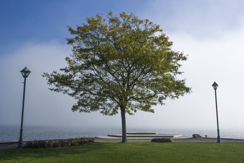 Serene Lakeside Tree Framed by Lamp Posts on a Misty Morning Stock ...