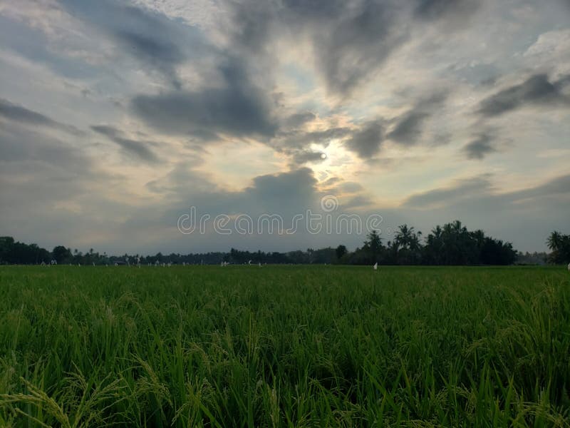 A Serene Landscape with a Lush Green Rice Field Under a Cloudy Sky at ...