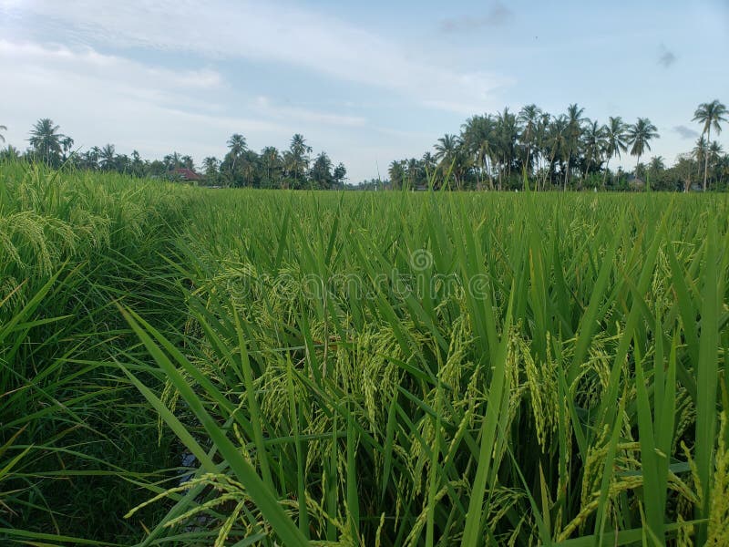 A Serene Landscape with a Lush Green Rice Field Under a Cloudy Sky at ... A Serene Landscape with a Lush Green Rice Field Under a Cloudy Sky at ...