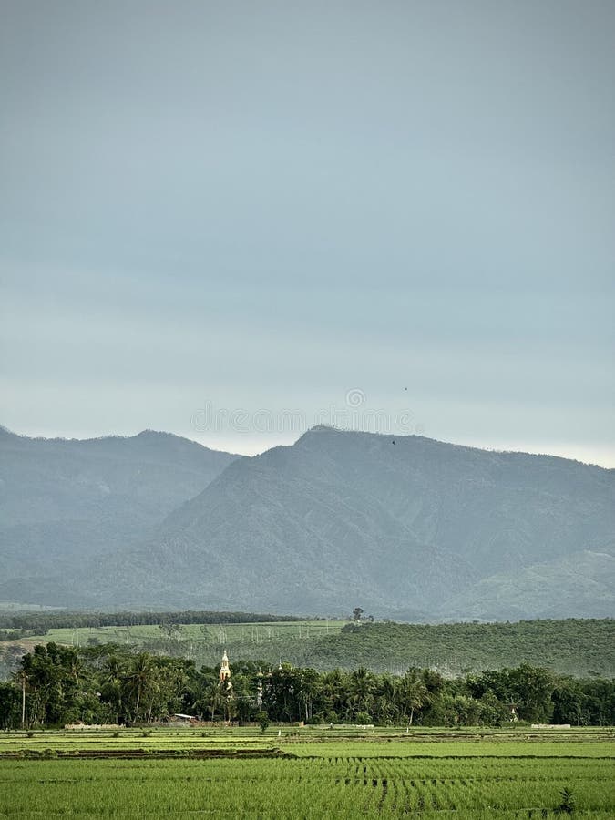 Serene Landscape Pagoda Rice Fields Stock Photos - Free & Royalty-Free ...
