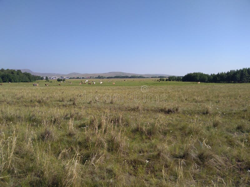 Serene Meadows, in the Remote Russian Wilderness Stock Photo - Image of ...