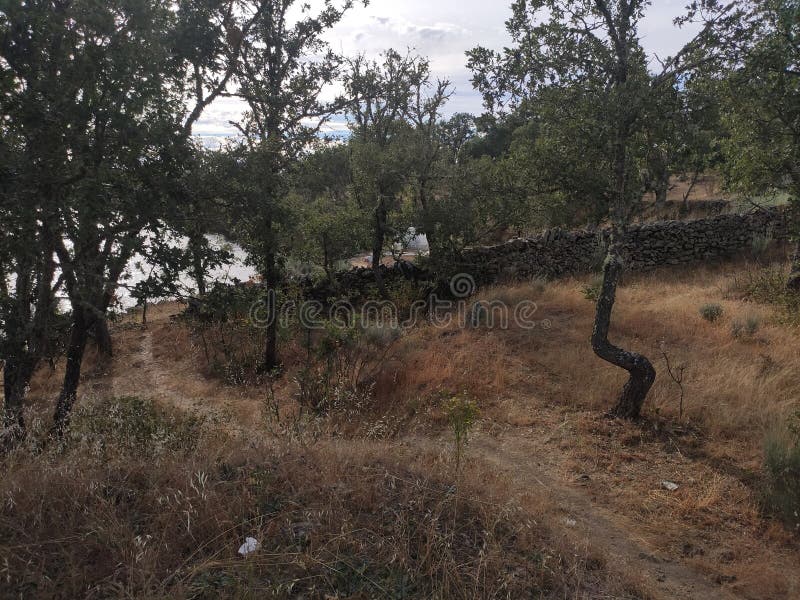 Small Path Along a Lake in a Forest and Desert Landscape, with Stone ...