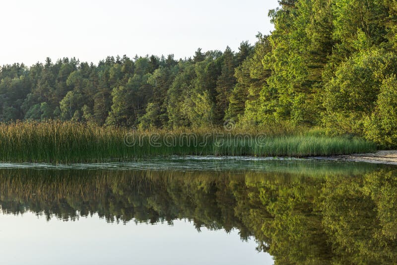 Serene Natural Scene of a Forest Reflected in Tranquil Lake Waters ...