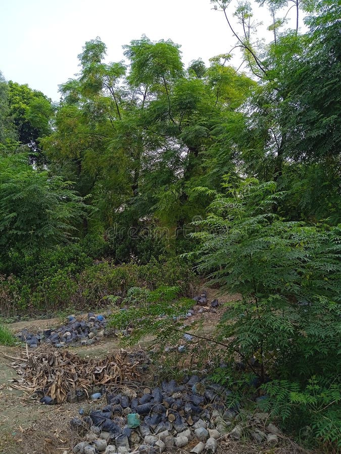 Serene Nature Pathway with Lush Greenery and Majestic Palm Tree in a ...
