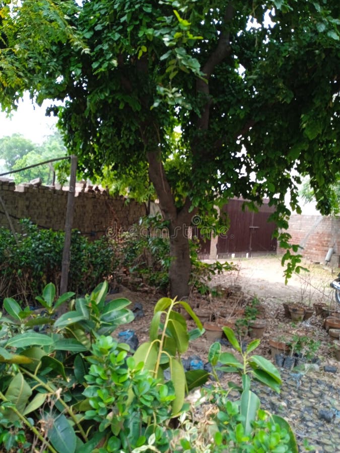 Serene Nature Pathway with Lush Greenery and Majestic Palm Tree in a ...