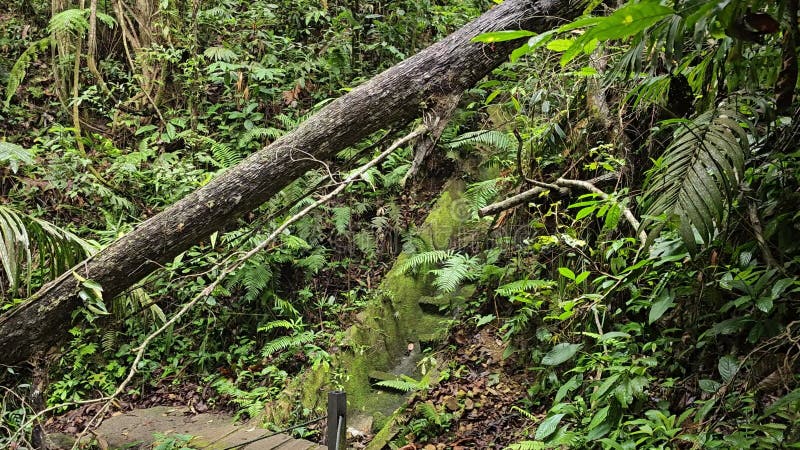 A Serene Nature Trail through a Lush Forest is Blocked by a Fallen Tree ...