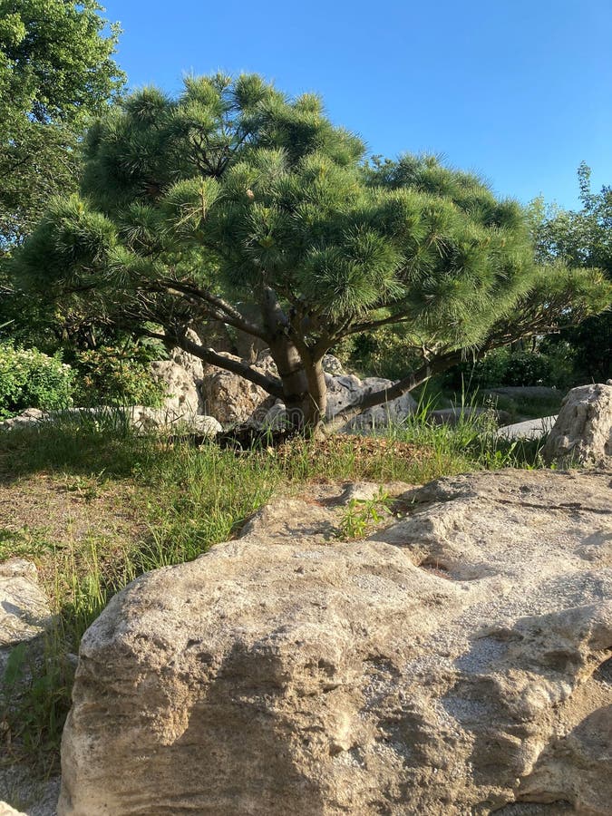A Serene Outdoor Image with a Central, Large, Healthy Pine Tree Casting ...