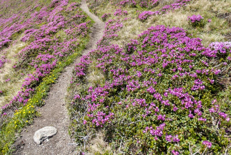Serene Path among Pink Flowers Stock Image - Image of rhododendron ...